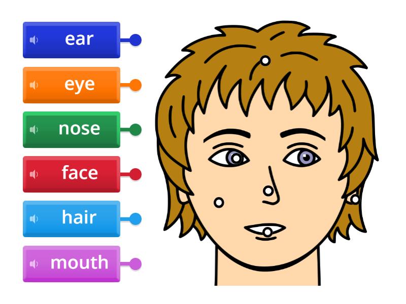 Face - Labelled diagram