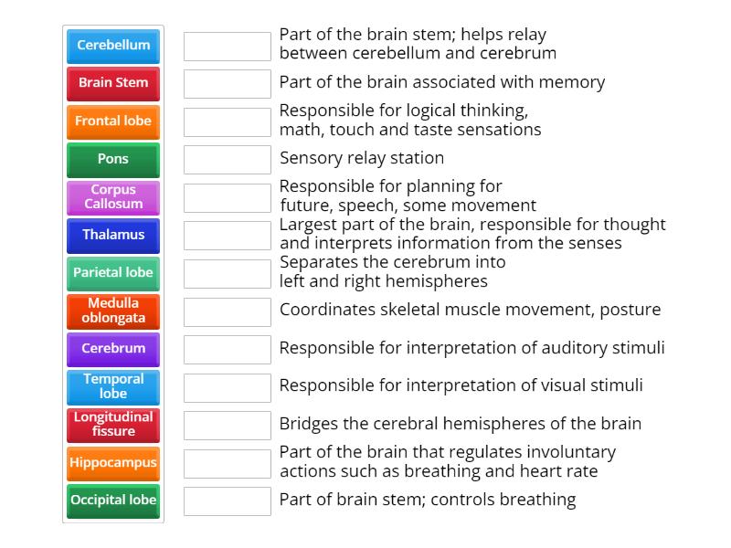 Parts of the Brain and their Functions - Match up