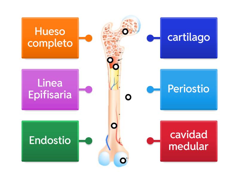 sISTEMA ESQUELETICO - Labelled diagram
