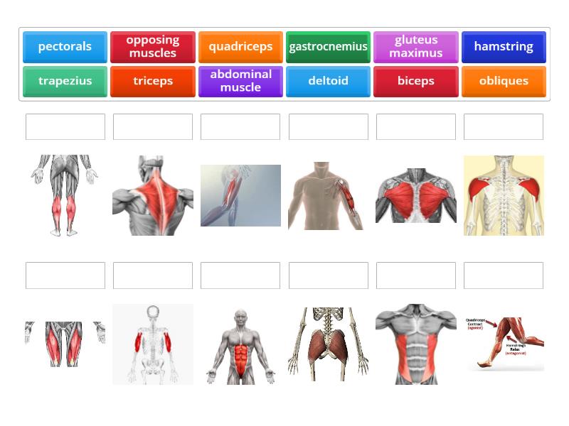 Muscle Identification - Match up