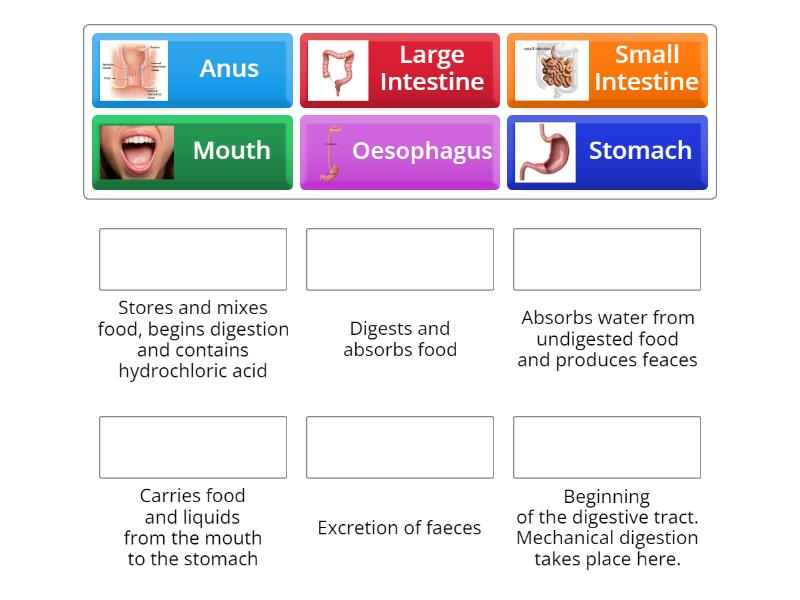 DIGESTIVE SYSTEM - Match up