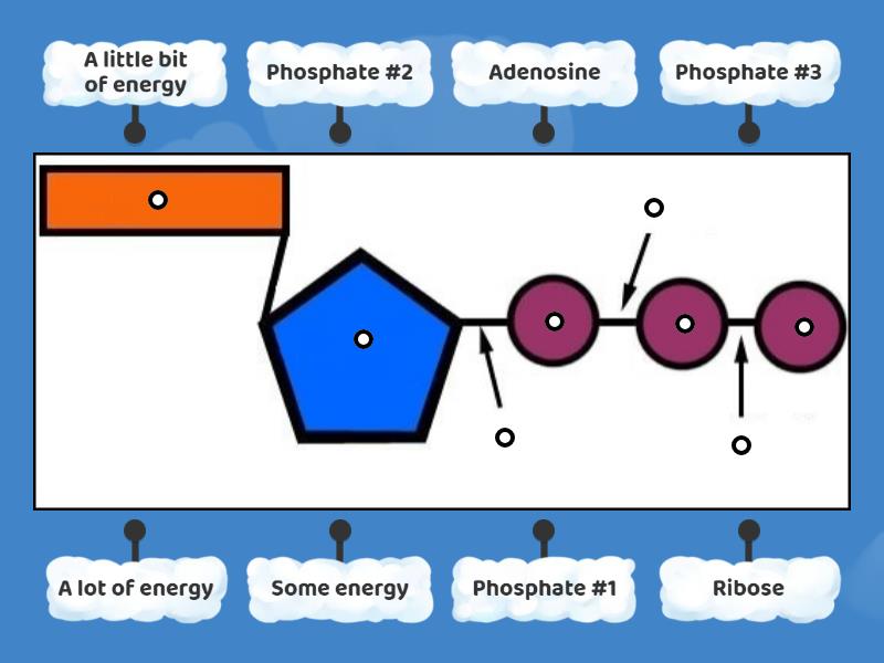 ATP Diagram - Labelled diagram