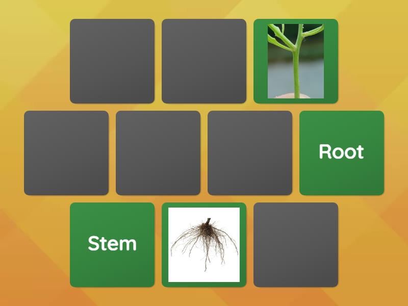 Plant Parts - Matching pairs