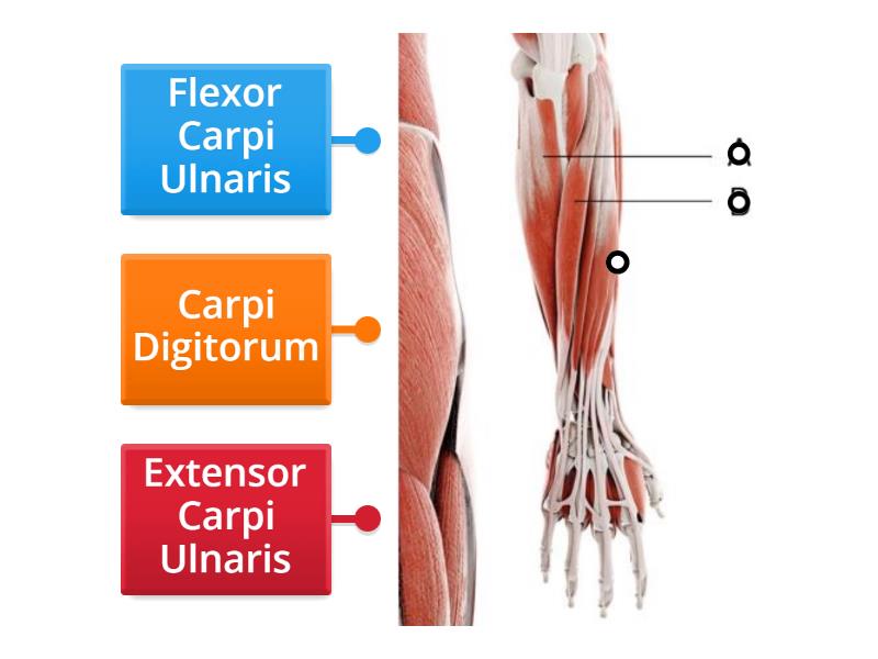 Muscles in the lower arm - Labelled diagram