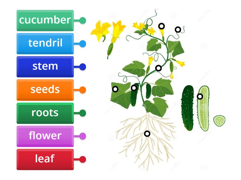 Parts of the Cucumber Plant - Labelled diagram