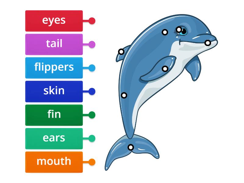 Dolphin Report - Labelled diagram