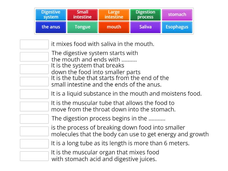 Digestive system - Match up