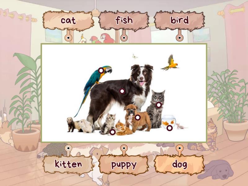 pets - Labelled diagram