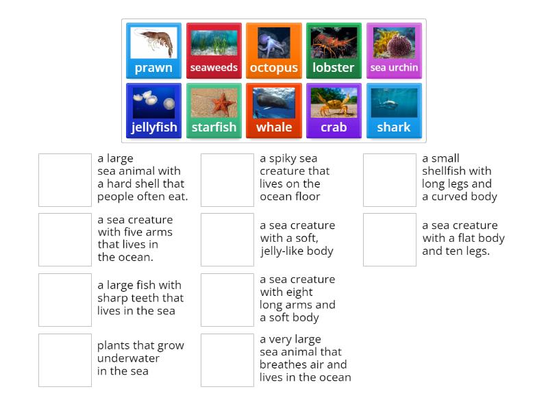 Sea animals - Match up