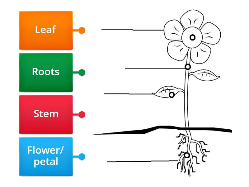 Four parts of a plant - Labelled diagram