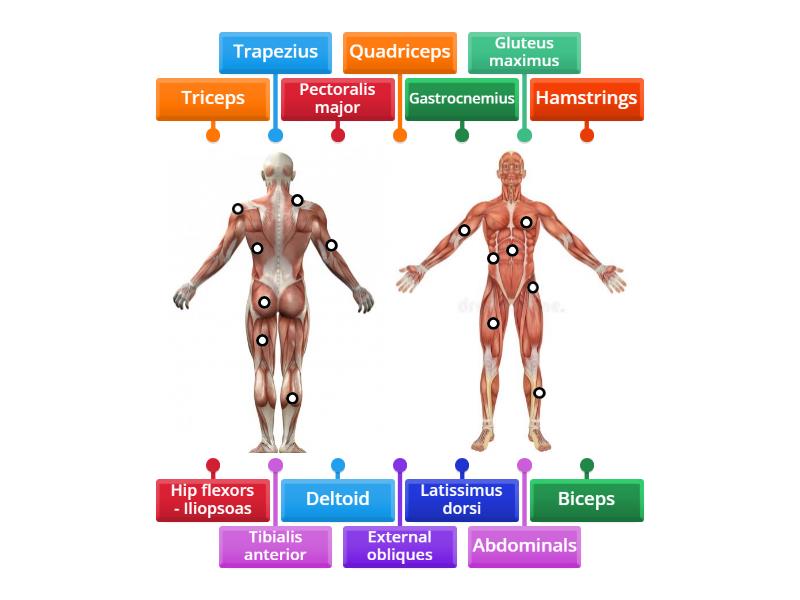The muscular system - Labelled diagram