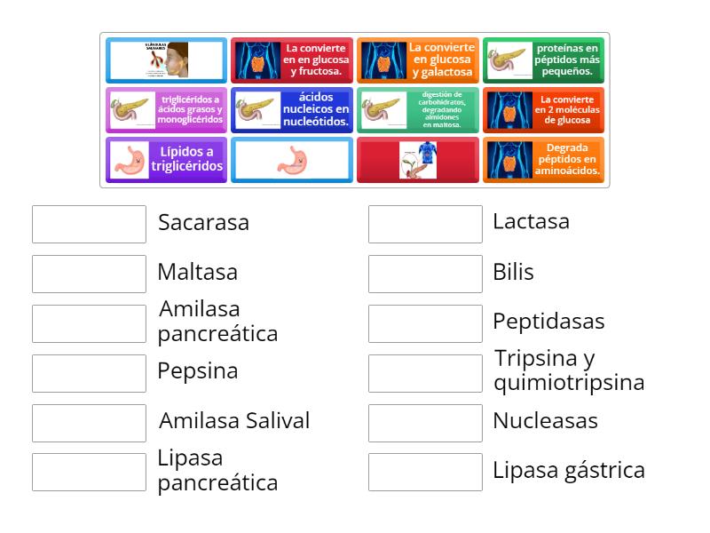Enzimas del sistema digestivo - Une las parejas