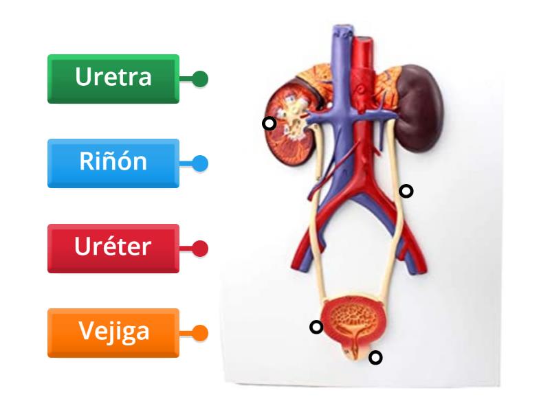 Sistema Urinario partes - Labelled diagram