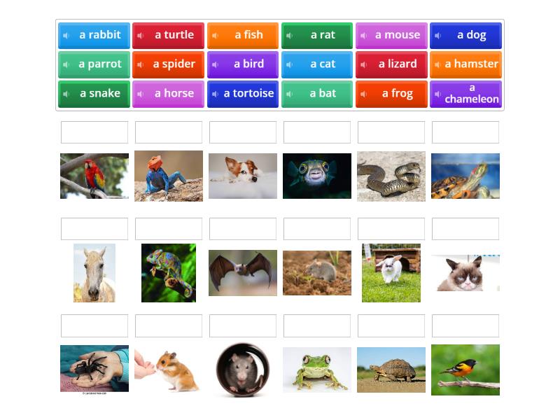 Kids Box 3 Unit 7 - Pets - Match up