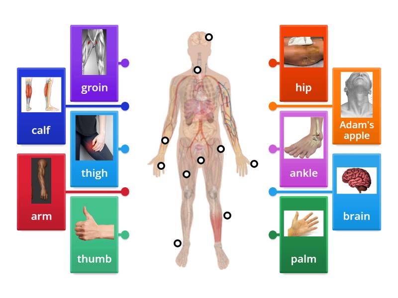 humanbody 2 - Labelled diagram