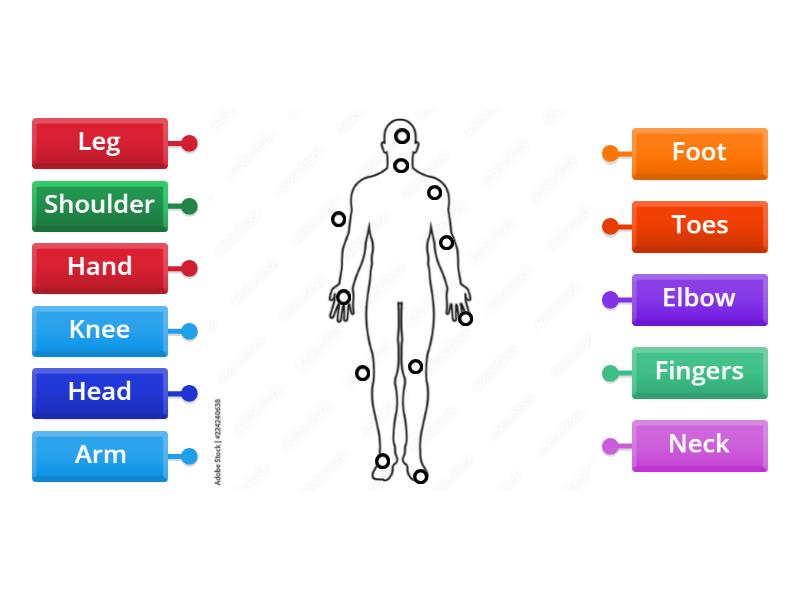 body - Labelled diagram