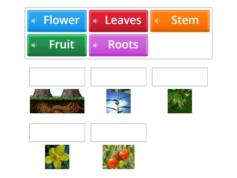 Parts of a Plant - Match up