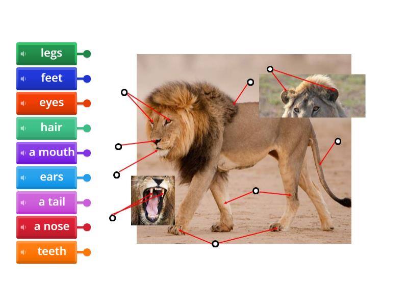 Body parts of a lion - Labelled diagram