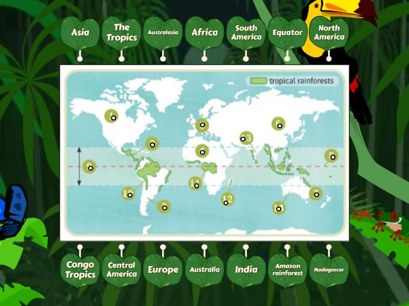 Rainforest 1 - Labelled diagram