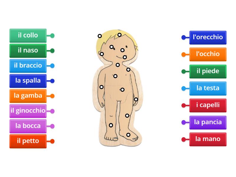 Le parti del corpo - Labelled diagram