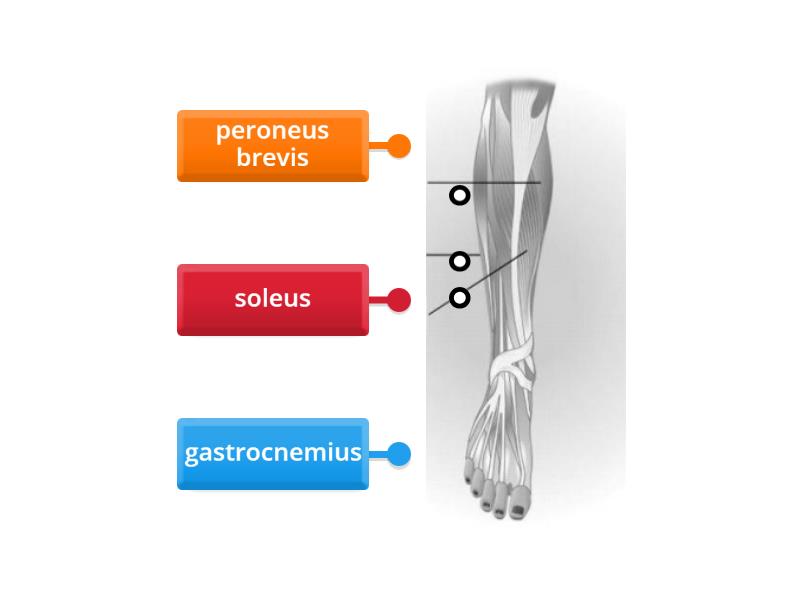 muscles of the lower leg - Labelled diagram