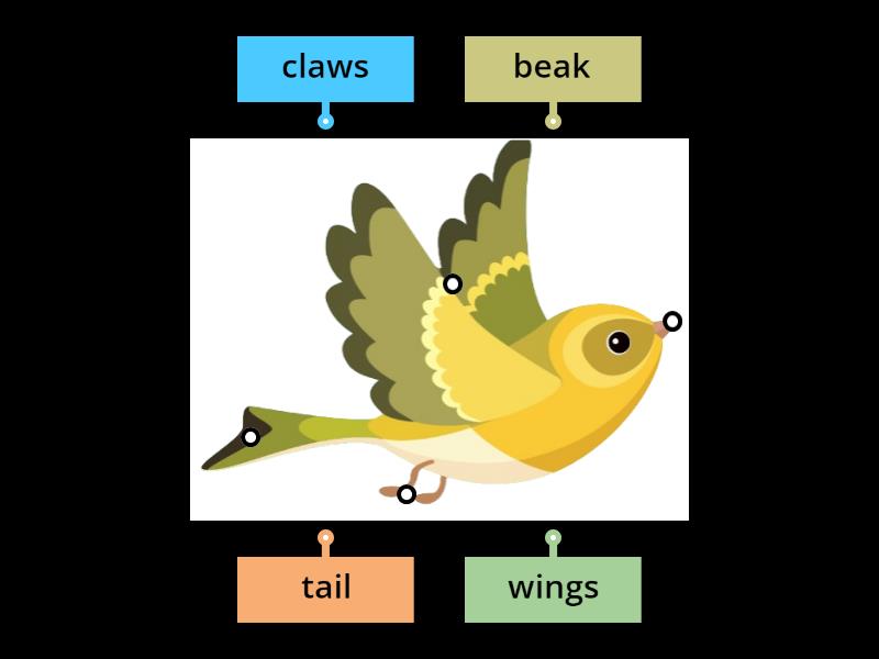 Parts of a bird - Labelled diagram
