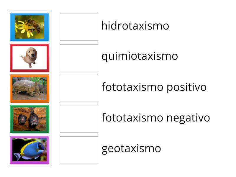 Taxismo en los animales - Match up