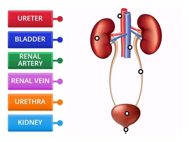 Kidney Diagram - Labelled diagram