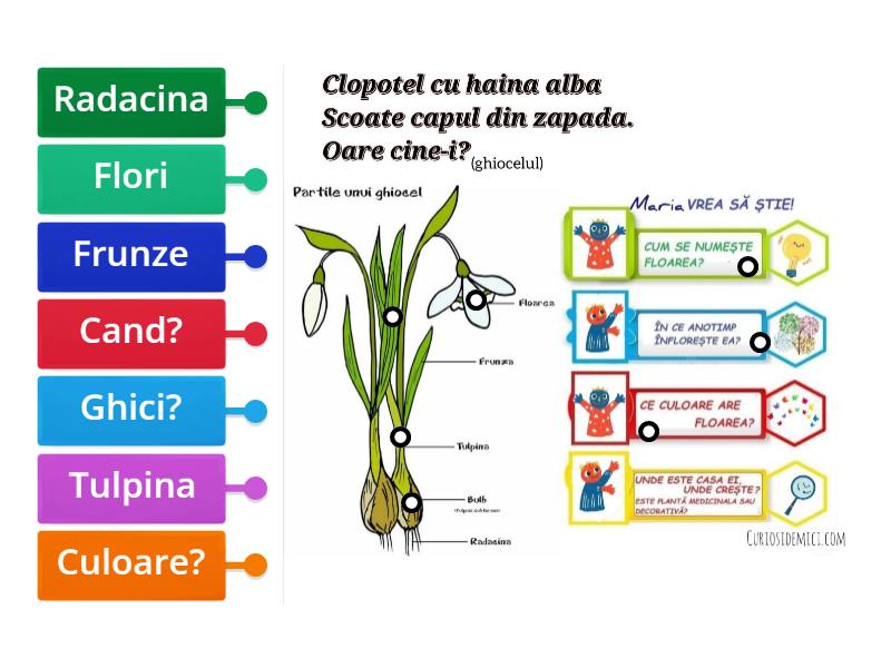 Ghiocelul - Labelled diagram
