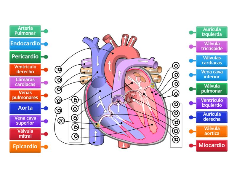 Anatomía del corazon - Diagrama con etiquetas