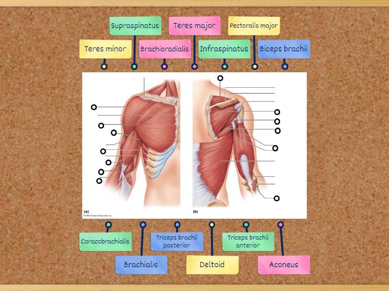 Proximal Upper Limb - Ant & Pos - Labelled diagram
