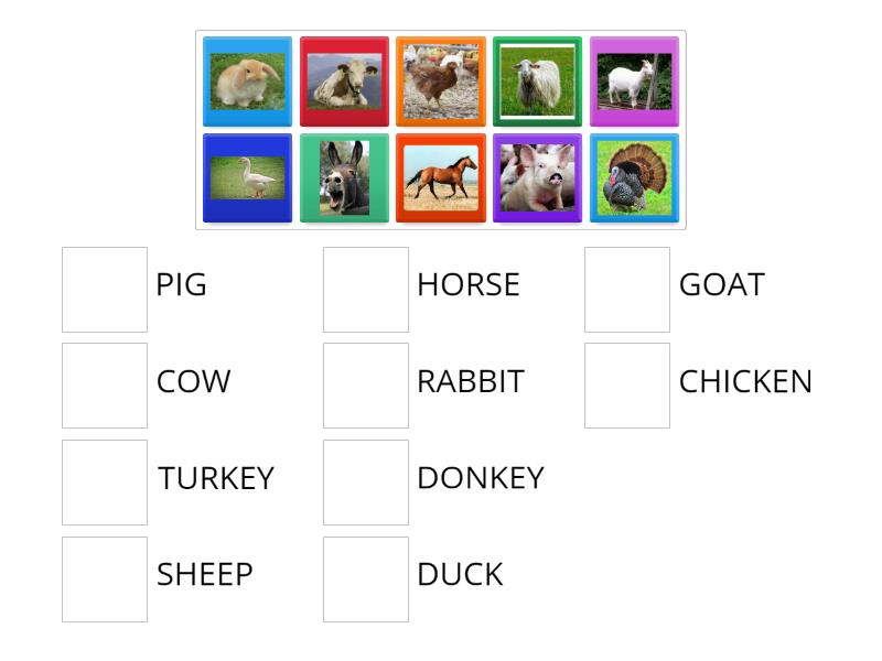 ANIMAL - Match up