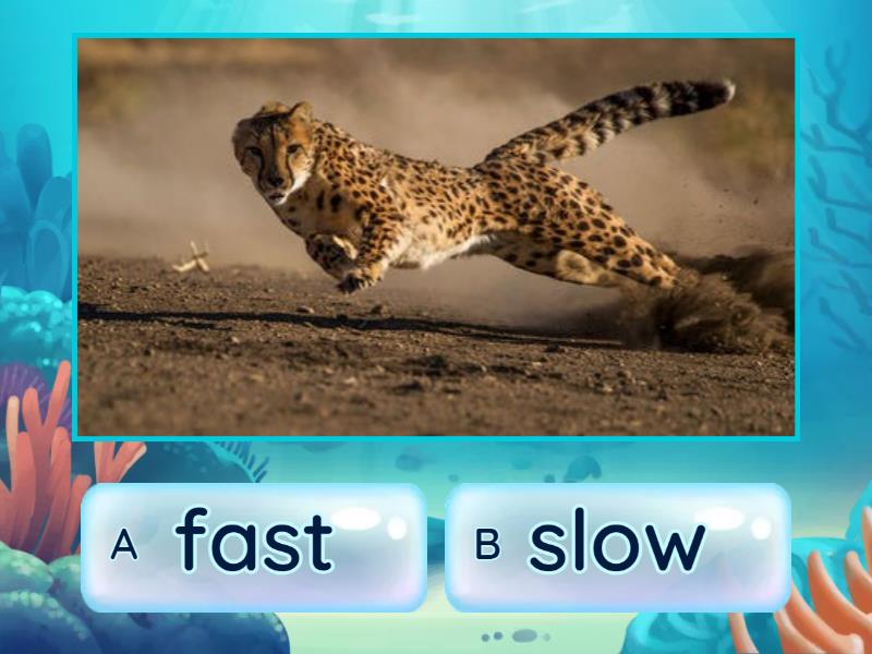 FAST-SLOW - Quiz