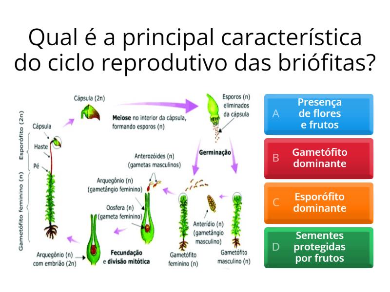 Ciclo reprodutivo das briófitas, pteridófitas, gimnospermas e ...