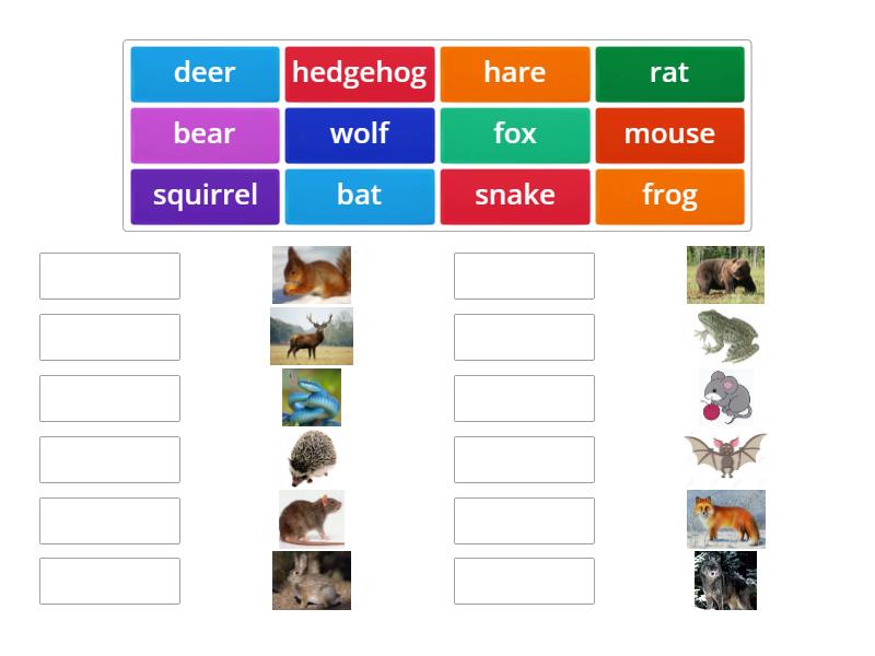 Forest animals - Match up