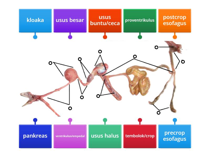 organ pencernaan ayam - Labelled diagram