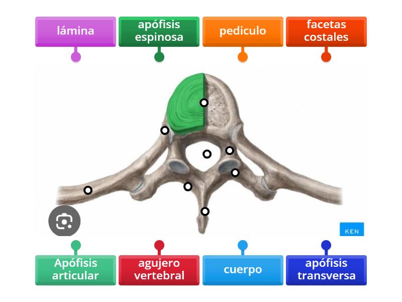 vertebra dorsal - Labelled diagram