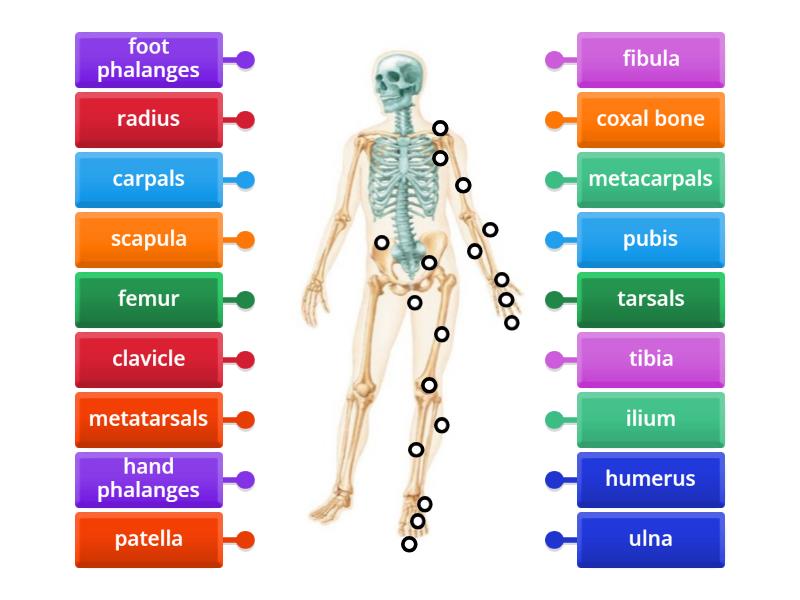 Appendicular Skeleton - anterior - Labelled diagram