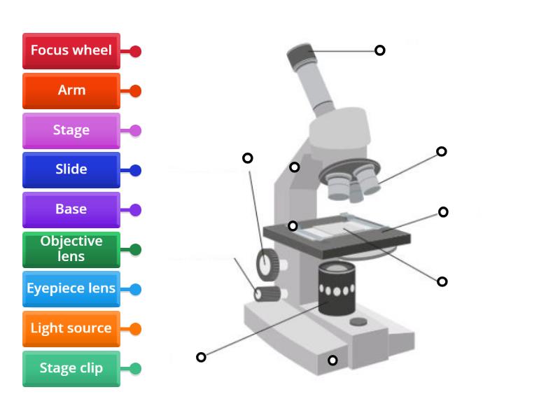 Microscope - Labelled diagram