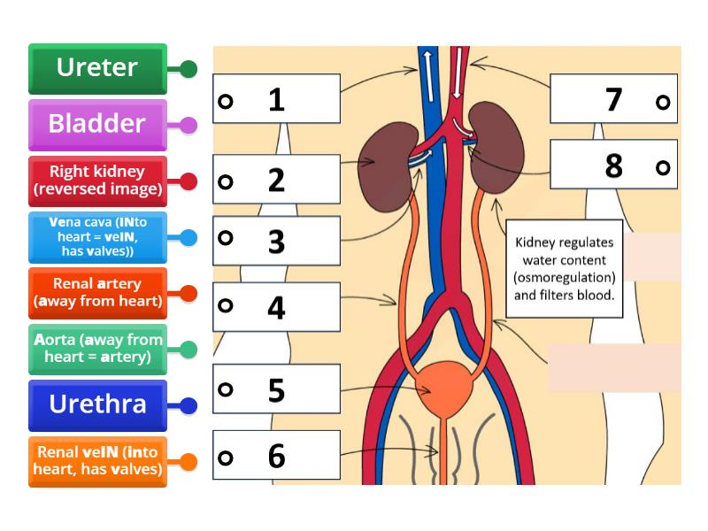 Urinary system - Labelled diagram