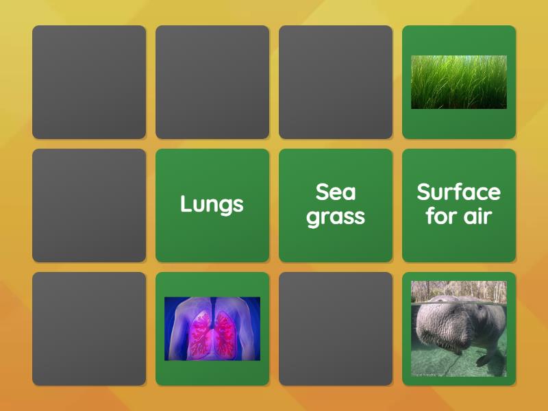 Manatees Intro - Matching pairs