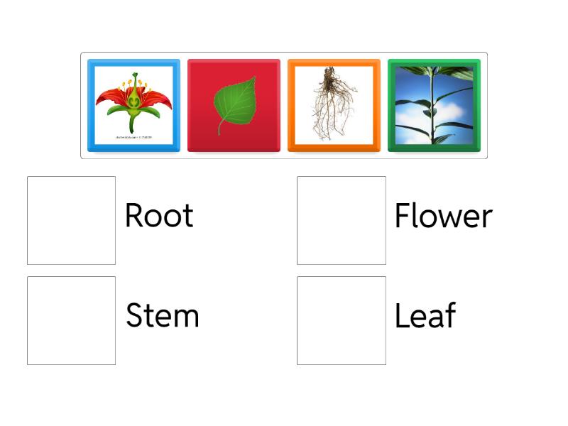 Parts of Plant - Match up