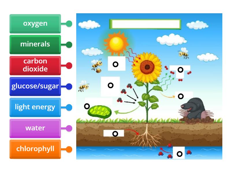 Photosynthesis - Labelled diagram