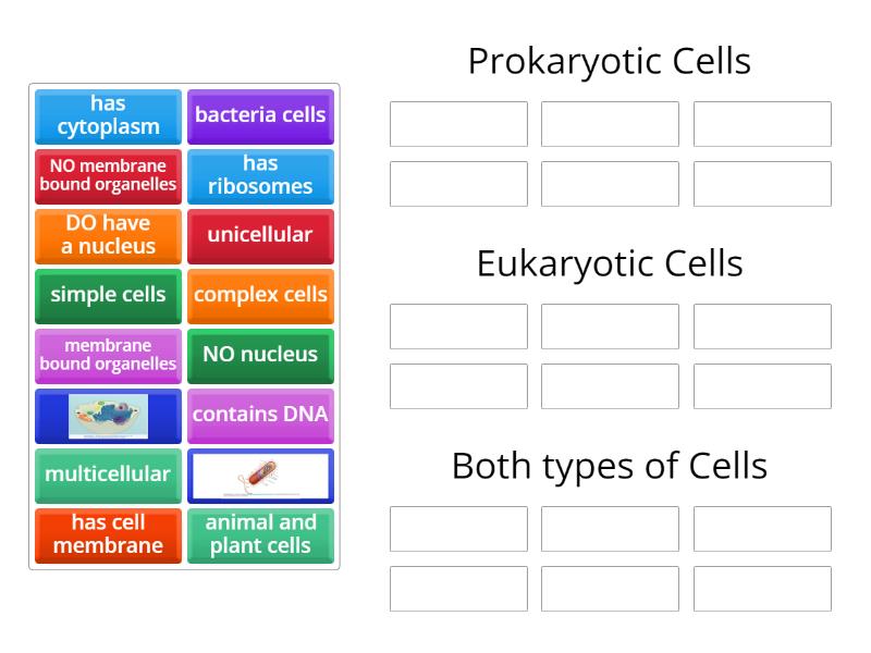 Prokaryotic vs Eukaryotic Cells - Group sort