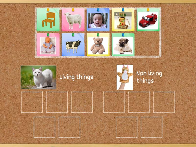 Pre-Kids - Unit 3 - Living and Non living things - Group sort