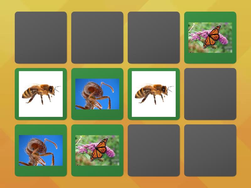 Unit 2 insects memory game - Matching pairs