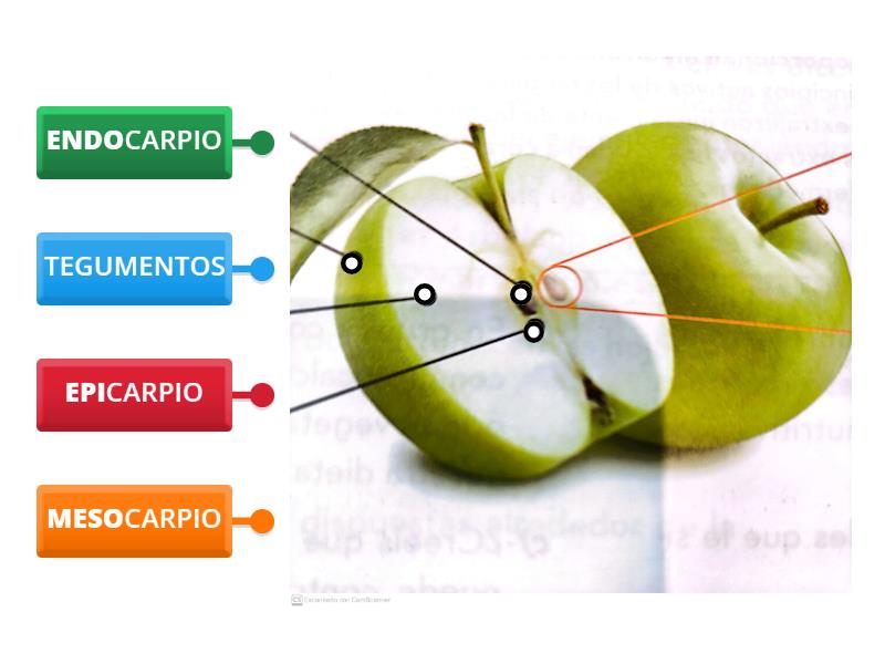Partes de un fruto 1ºESO - Diagrama con etiquetas