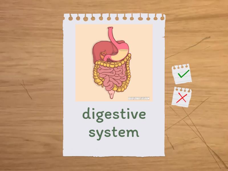 HUMAN BODY ORGAN SYSTEMS - Flash cards