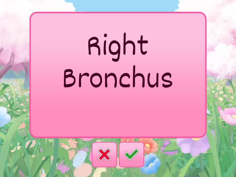 Respiratory System labelling - Flash cards