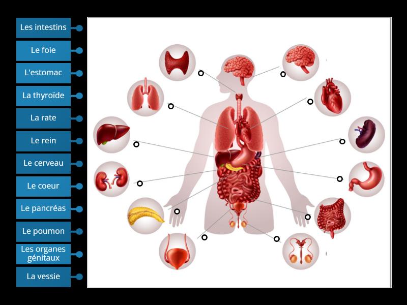 Les Organes Vitaux - Labelled diagram